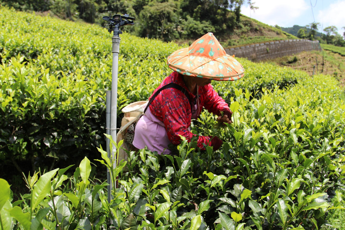 Taiwan Sun Moon Lake Black Tea - Assam TTES#8 | 台灣日月潭紅茶 - 台茶8號阿薩姆 (75g ...